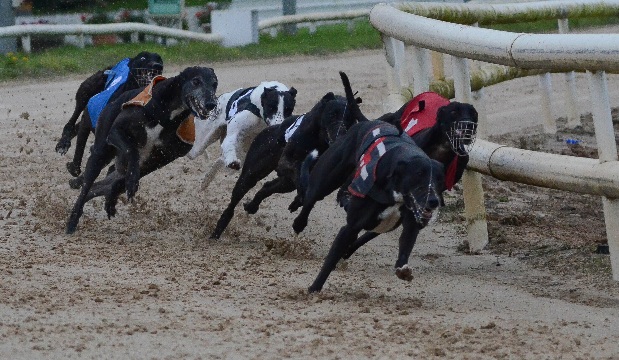 Youghal greyhound track to remain open until end of 2022 at least