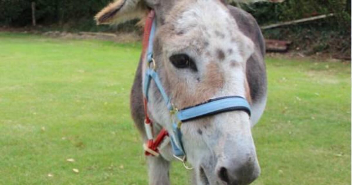 Cork Donkey Sanctuary celebrates 'oldest and most popular' adoption ...
