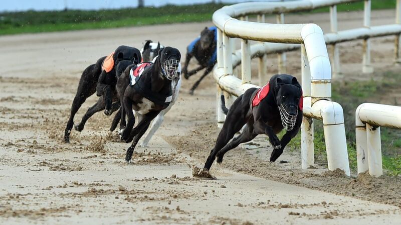 Limited number of patrons will be allowed back at Cork greyhound tracks