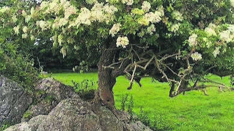 Trees have a magical place in Irish hearts