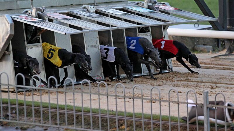 Update: Racing will return to Cork greyhound tracks from Monday week