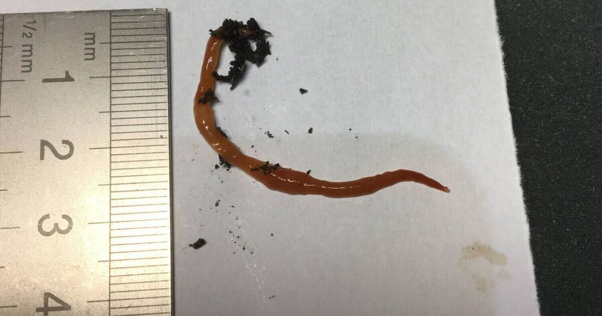 Invasive Australian flatworm found in West Cork