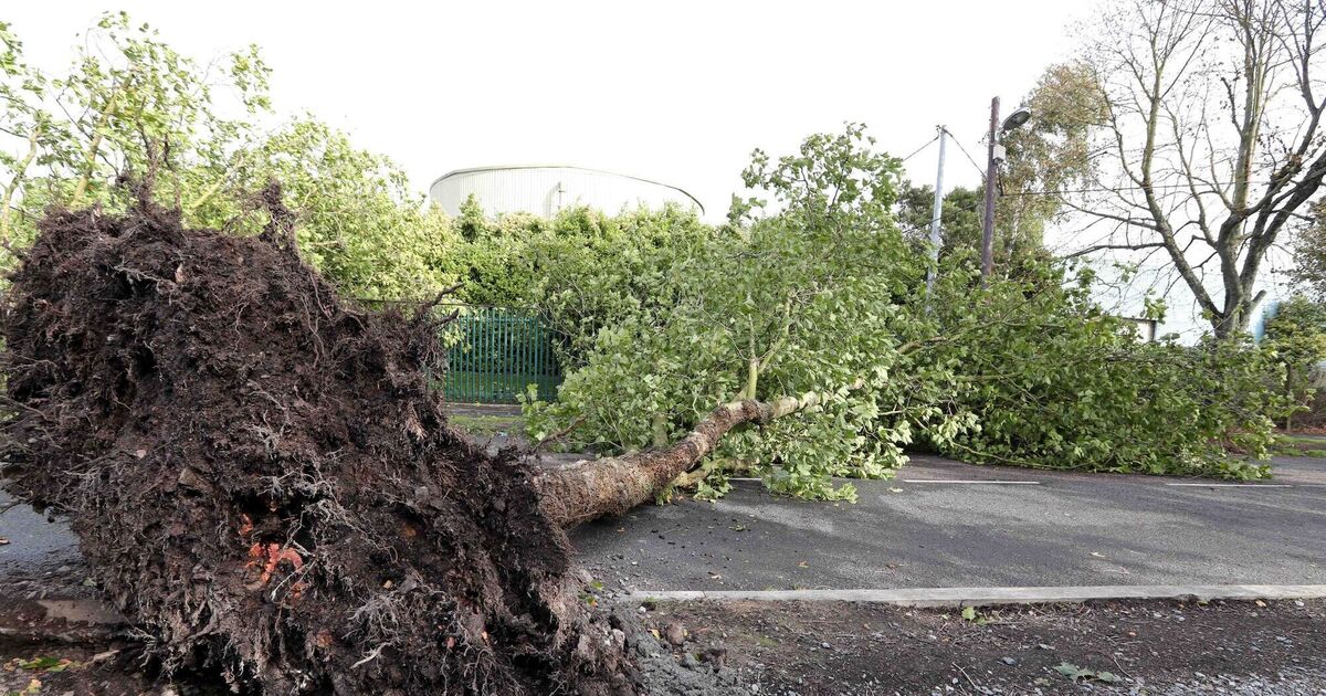 Not cutting it: Cork city is lagging behind in tree planting