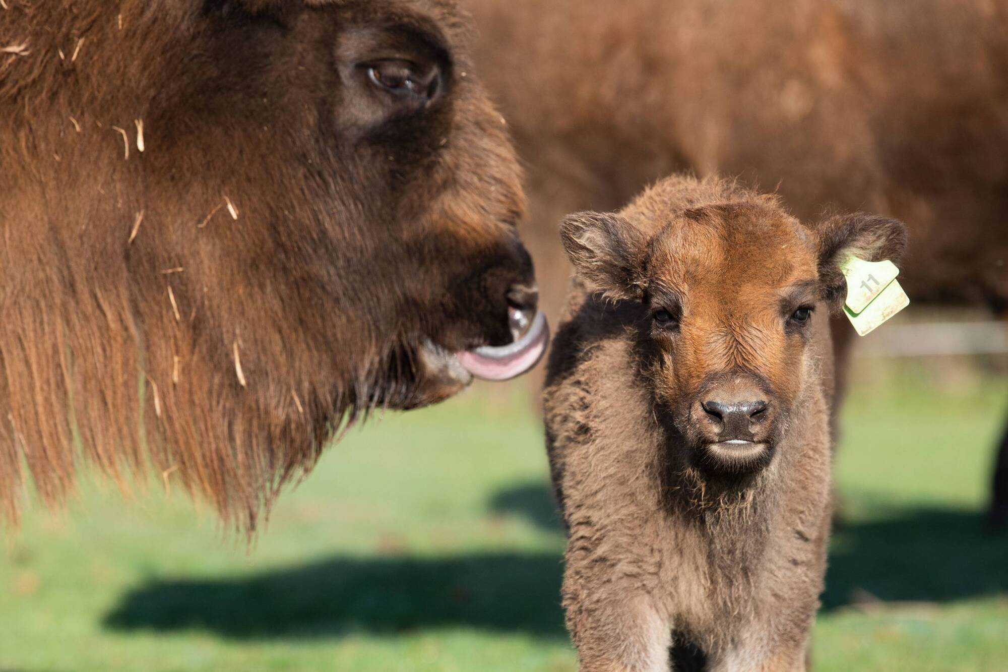 Baby bison born in Fota Wildlife Park
