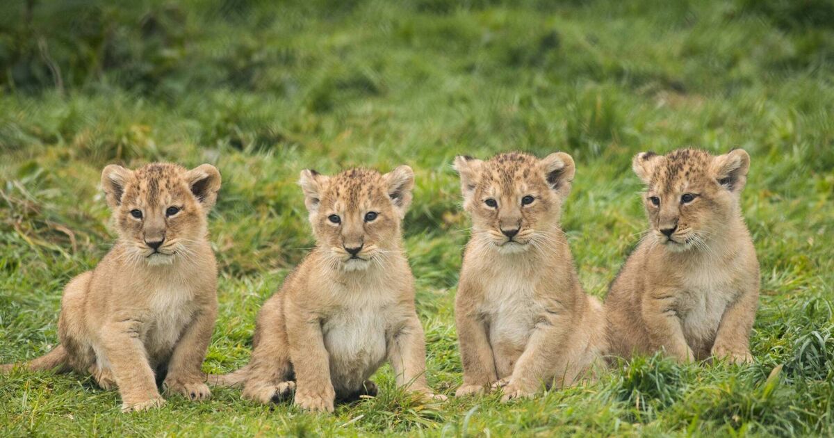 Endangered lions born in Fota Wildlife Park