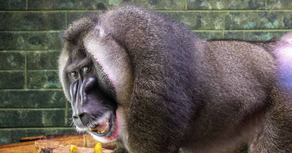 Fota welcomes two new monkeys to its Wildlife Park