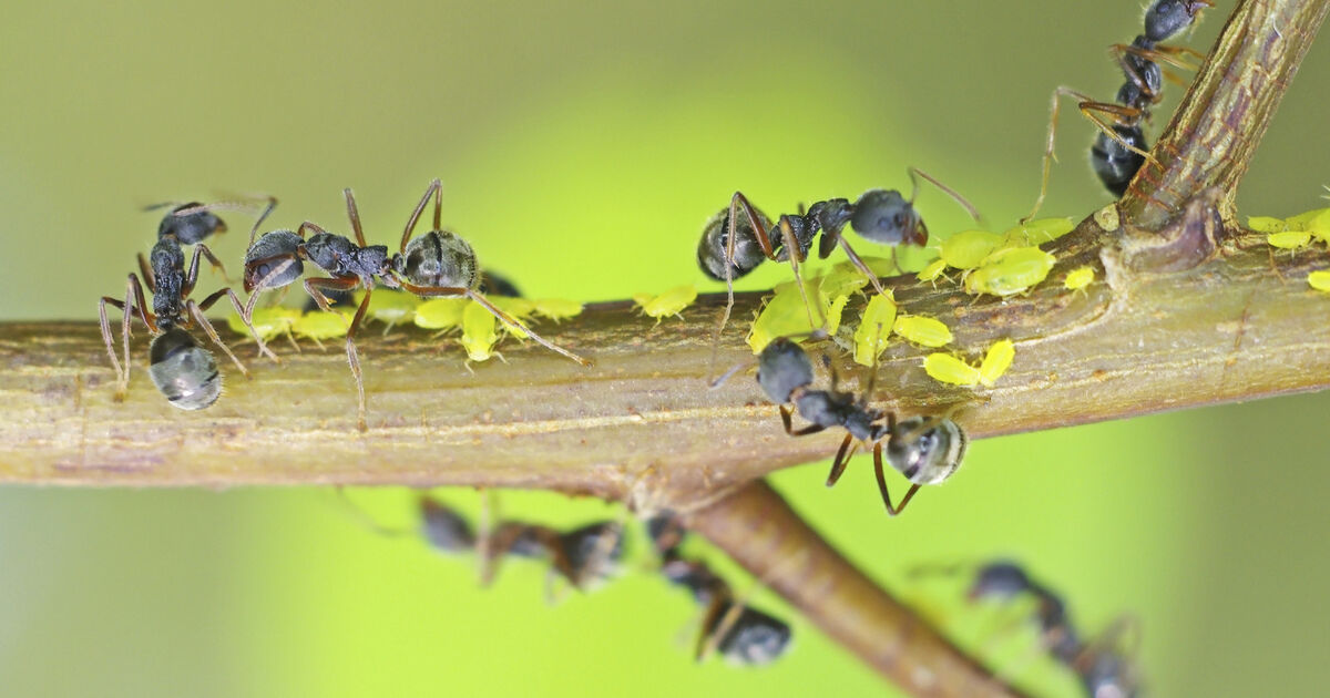 Cork is second largest for ant infestation call outs