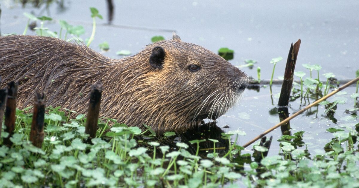 Metre-long rodent alert for River Lee as highly invasive Coypu is spotted