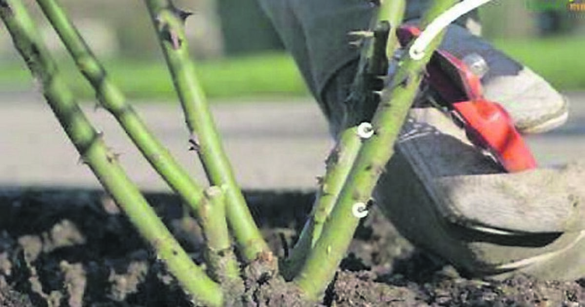 Fail to prune now, prepare to fail in 2021