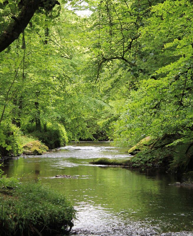 Much-loved Cork woods is set for major revamp in coming months