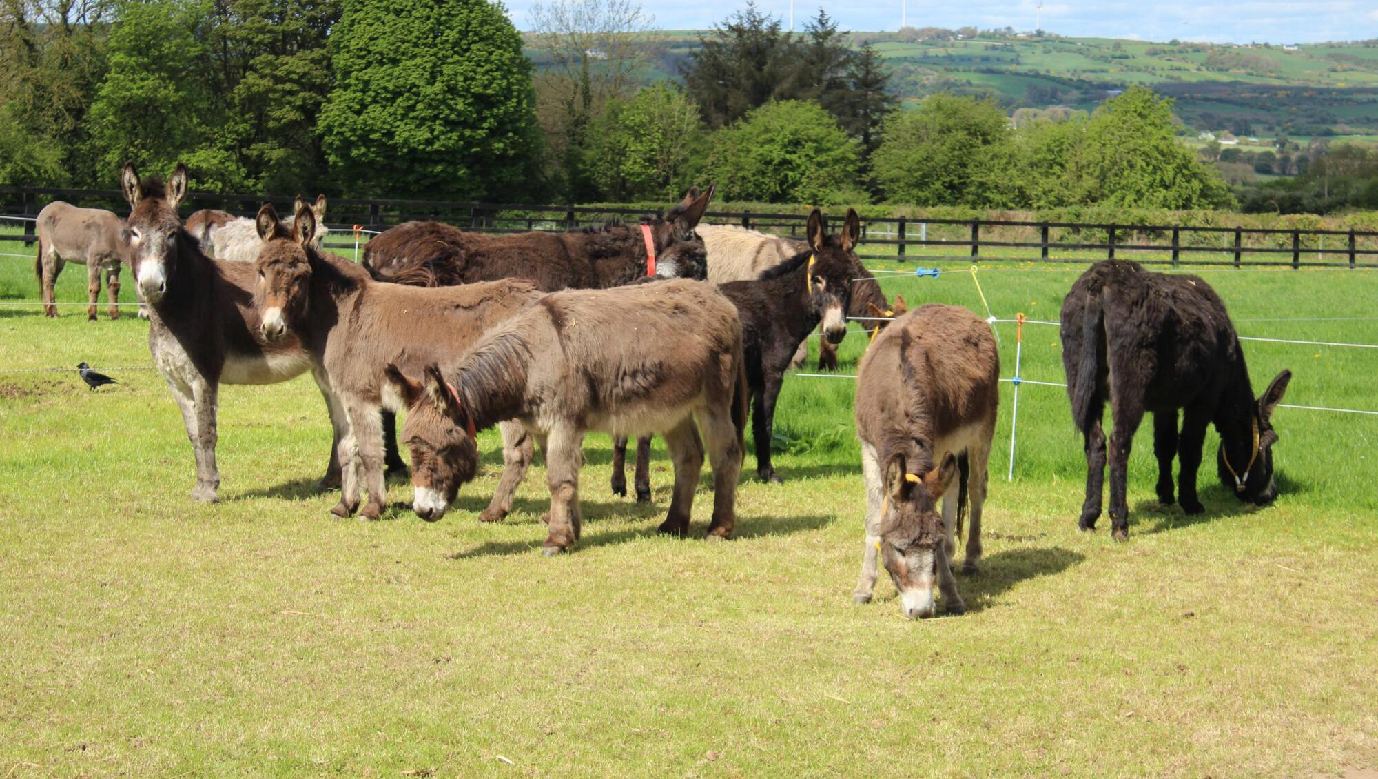 Donkey Sanctuary sees 30% increase in callouts during ‘very difficult’ year