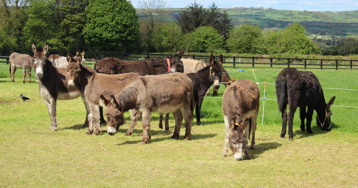 Donkey Sanctuary sees 30% increase in callouts during ‘very difficult’ year