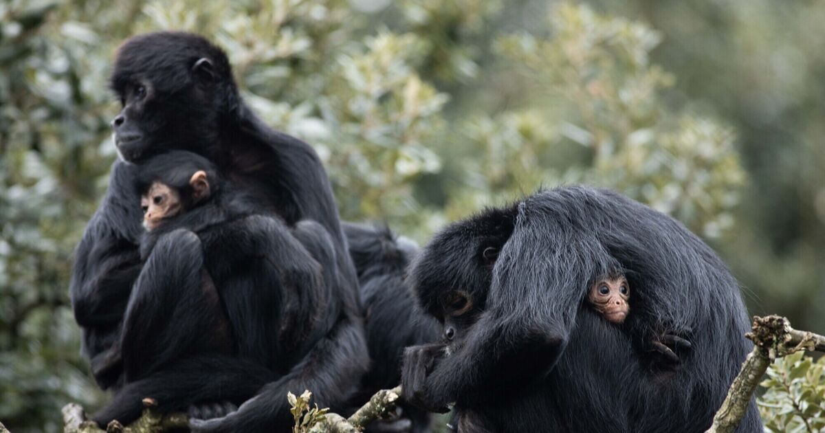 Bookings brisk as Cork animal lovers plan return to Fota