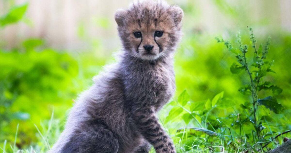Fund Fota Wildlife Park with a 5km run: Cheetah Run goes virtual