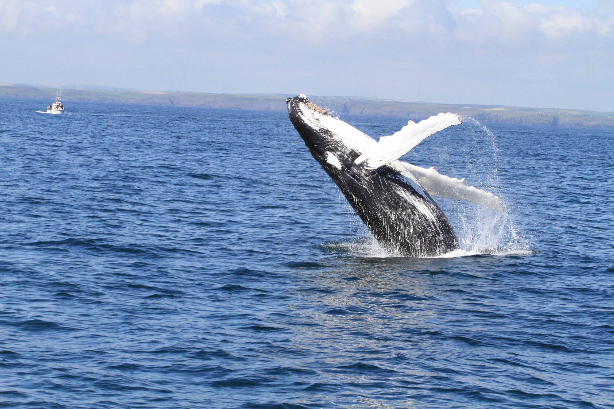 'Bursting with wildlife’: Spectacular shot of humpback whale captured ...