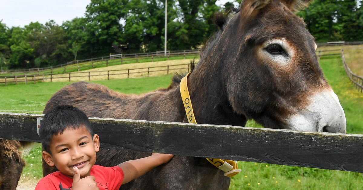 'I can't contain my excitement': Staff at Cork's beloved Donkey ...