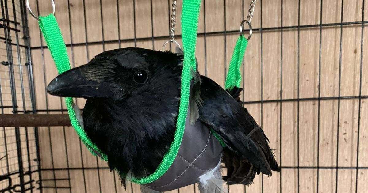 WATCH: A little innovation and a lot of TLC helps injured crow in West Cork