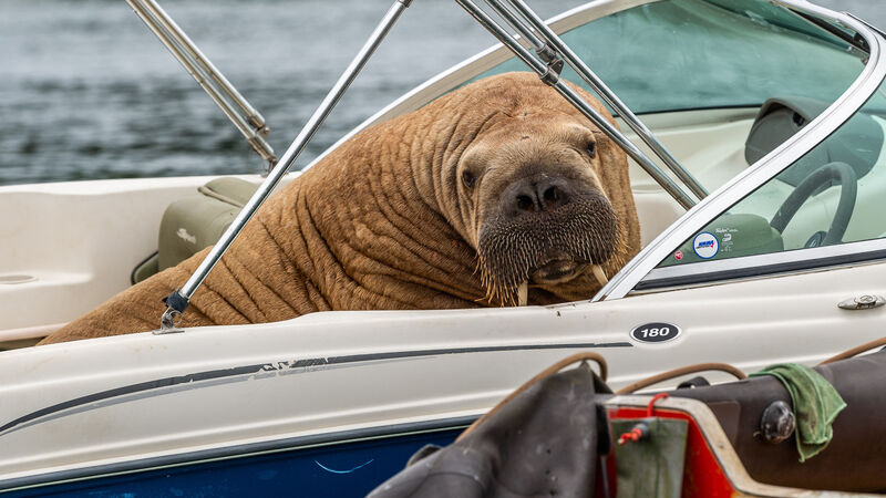 Minister urges public to 'cop on' and show consideration for Wally the ...