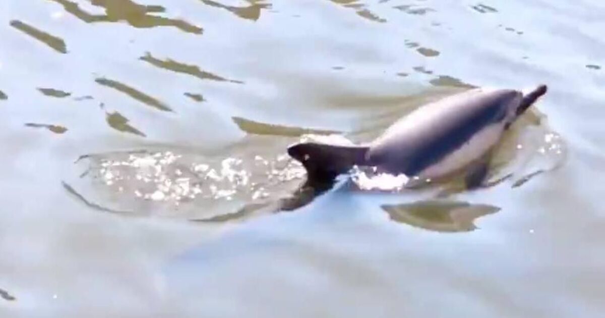 'Group effort' sees dolphins saved from stranding in Crosshaven