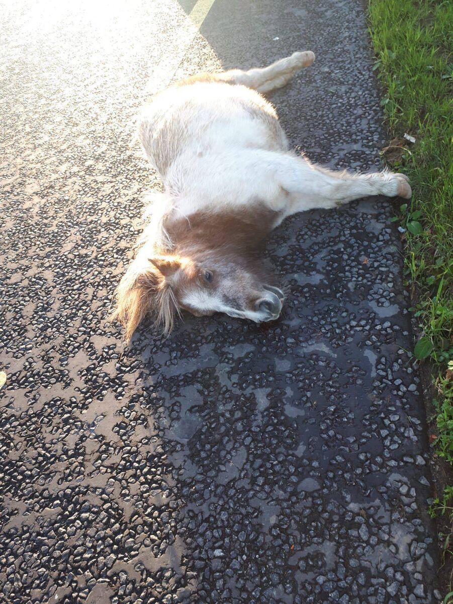 Condemnation of animal cruelty as dead horse discovered on Cork's northside
