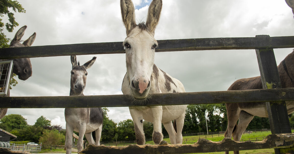Donkey Sanctuary Ireland operating in 'crisis mode' as charity appeals ...