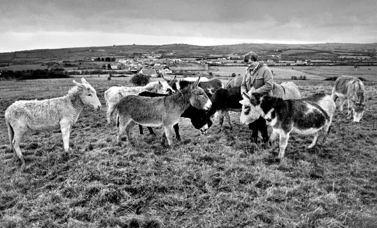 35 years of Cork's Donkey Sanctuary