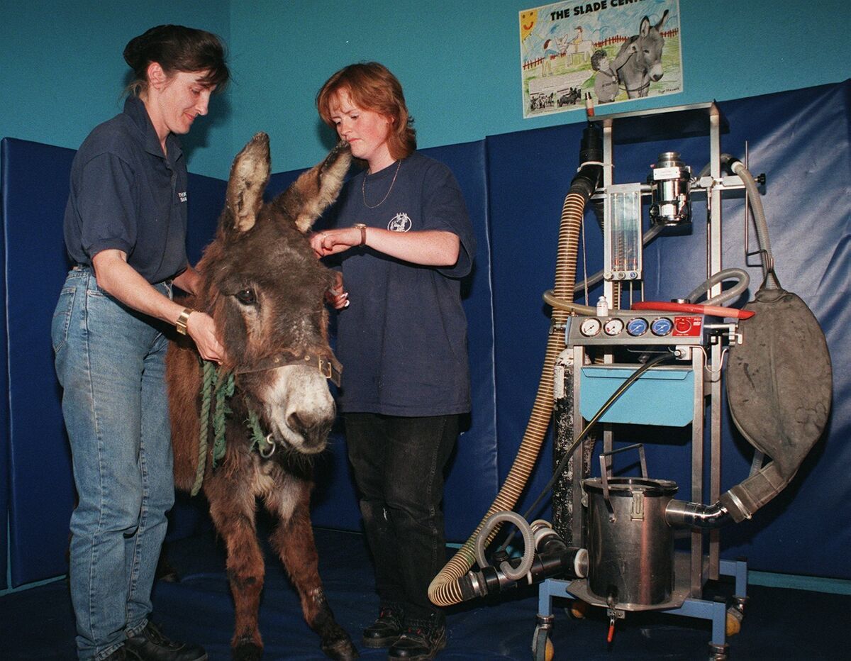 35 years of Cork's Donkey Sanctuary