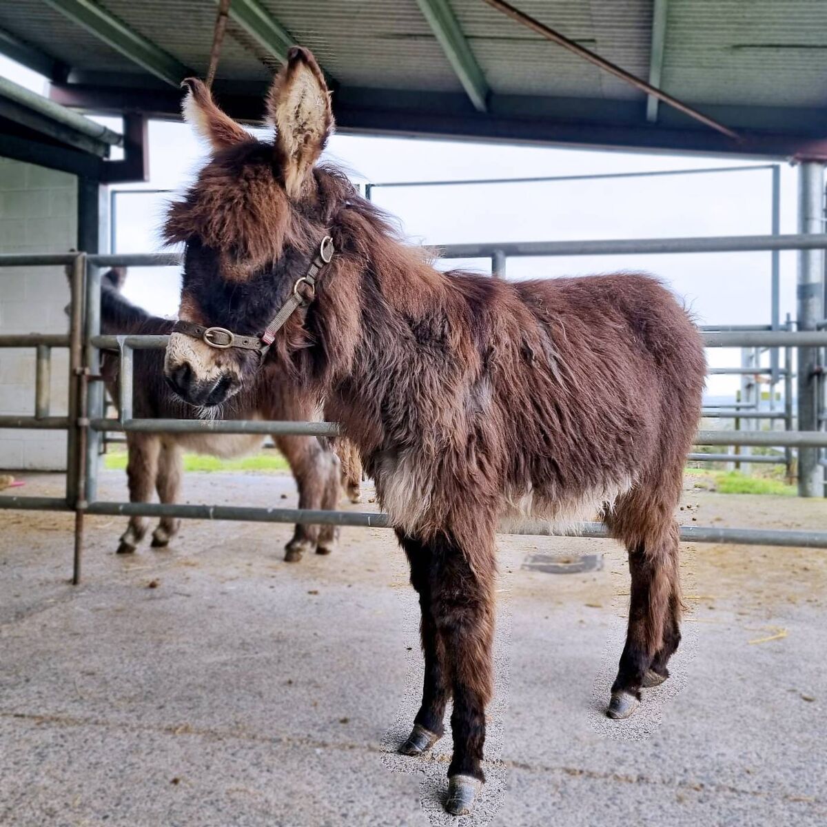 Charity rescues baby donkey from Cork housing estate garden
