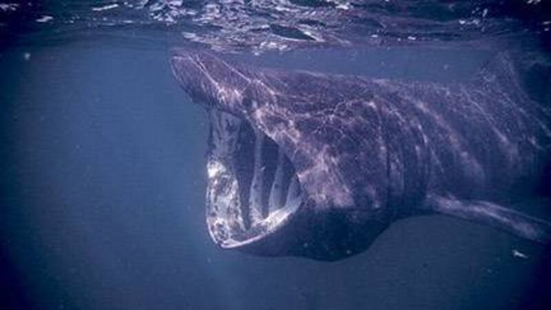 Watch: Naval Divers swim with large basking shark off Cork Harbour