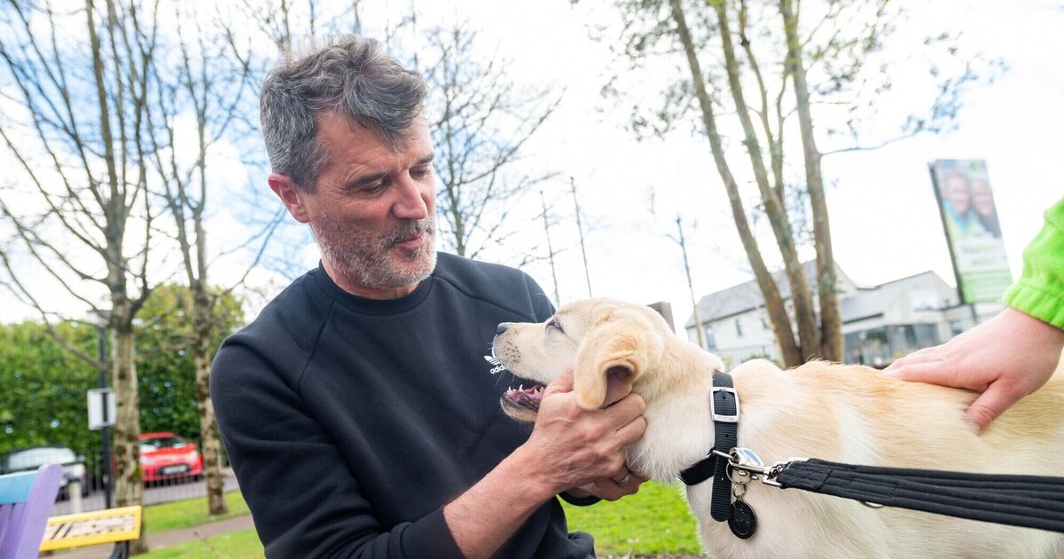 Guide Dogs asking Cork residents to help raise puppies