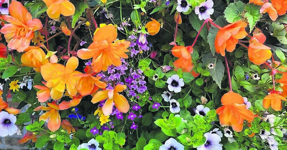 Here's the perfect way to perk up your garden plants...
