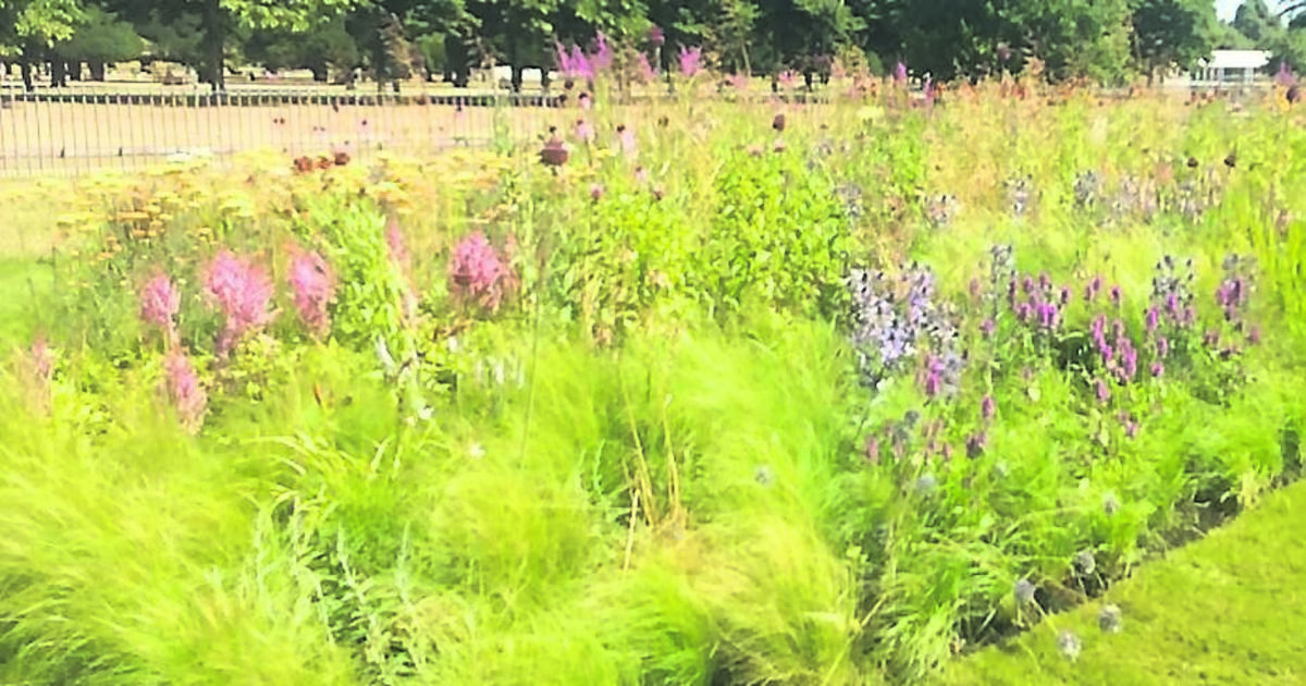 How to make your garden like a prairie