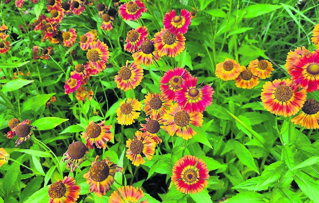 In the Garden: Time to enjoy the fruits of your labour