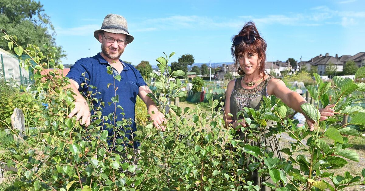 Cork charity fundraising to continue distributing native Irish trees