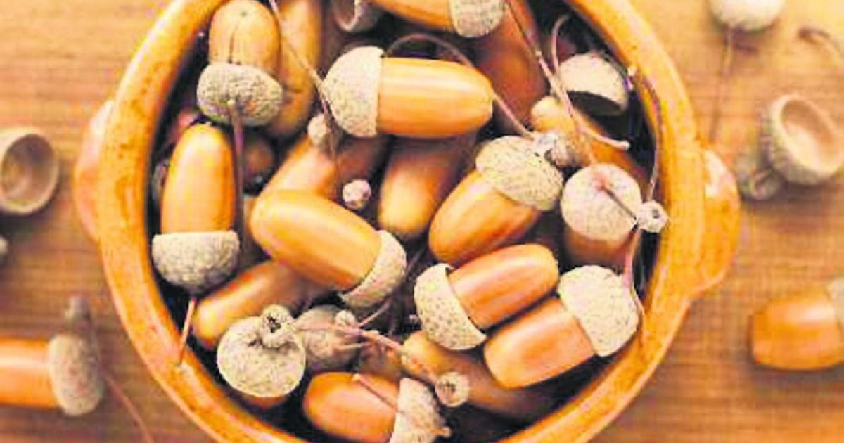 From tiny acorns... you can grow a mighty tree