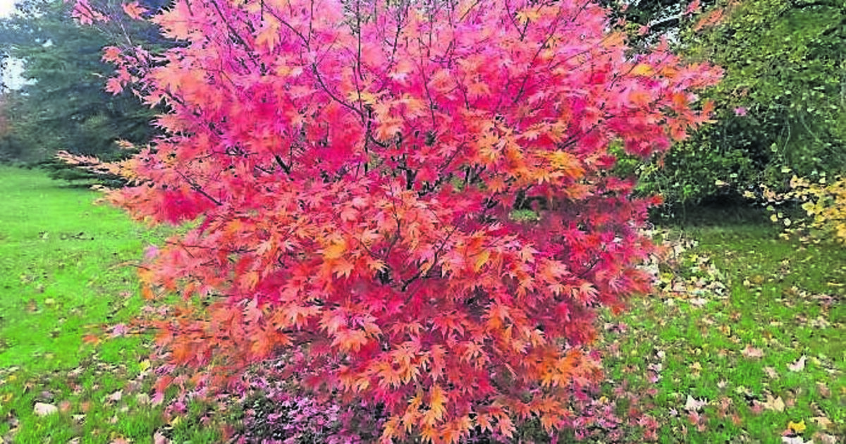 Golden plants that will look fab in autumn