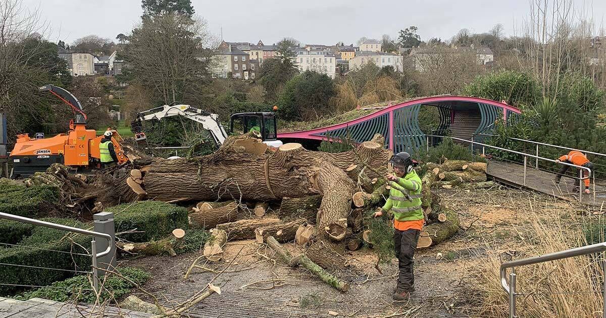 Historic Indian Bean tree collapses in Fitzgeralds Park