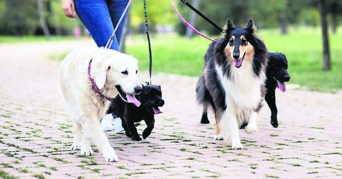 How you can be a good dog owner