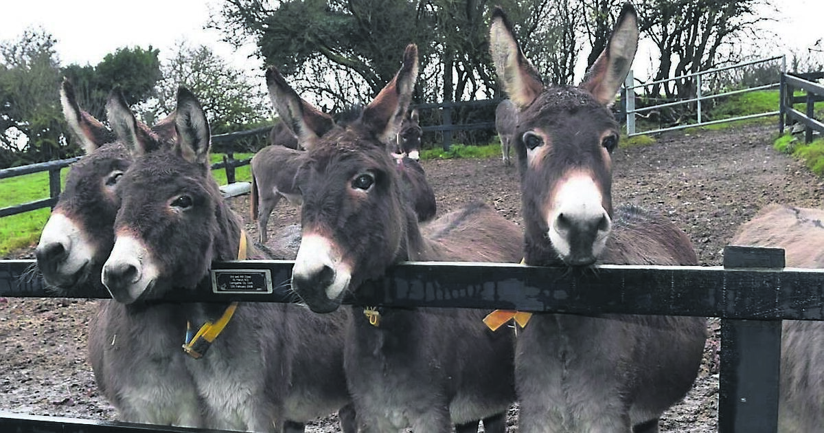 Cork Donkey charity at full capacity