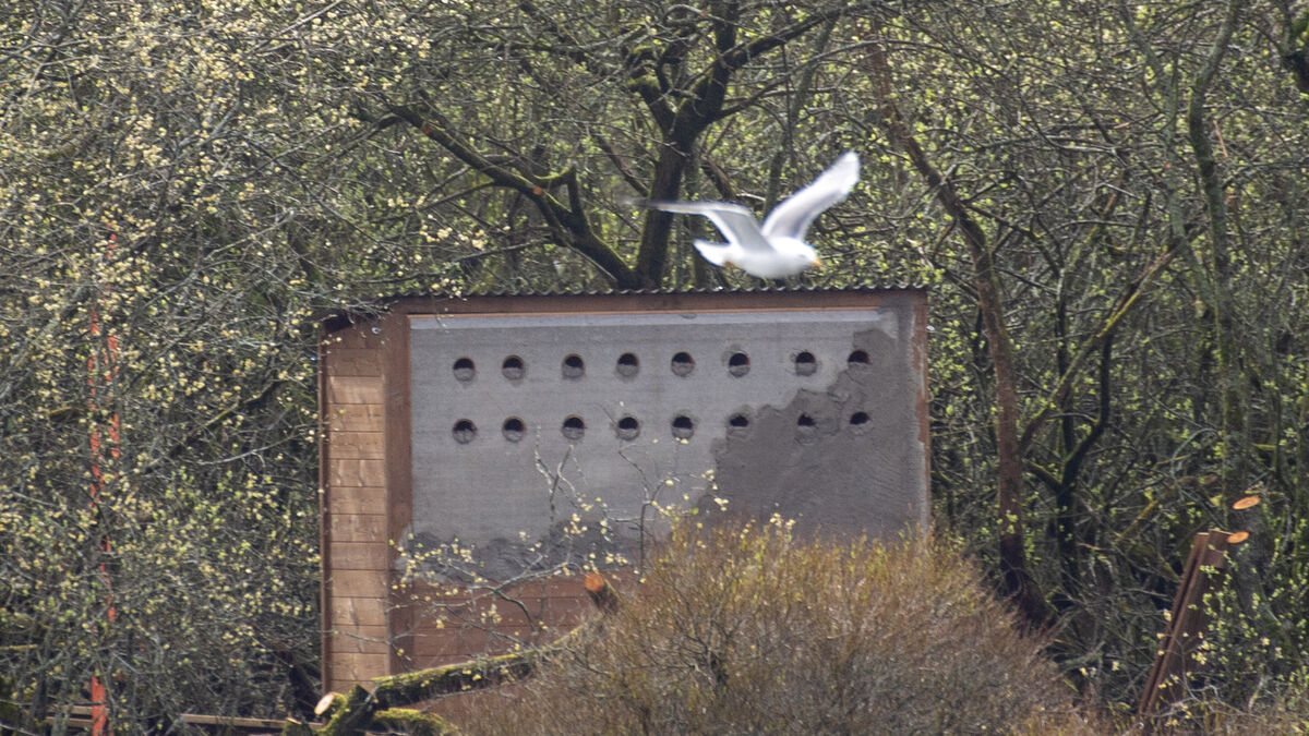 Lough to house new colony of sand martins
