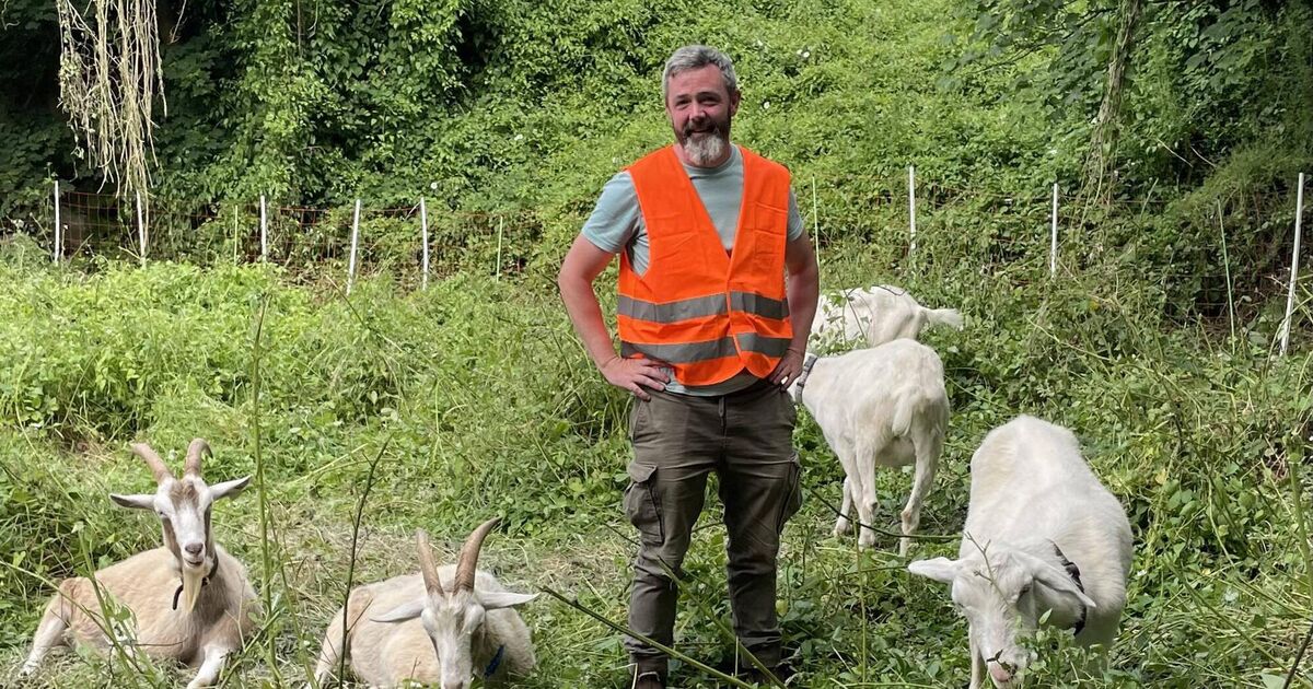 Goats break loose for good cause: CCC getting help to clear invasive ...