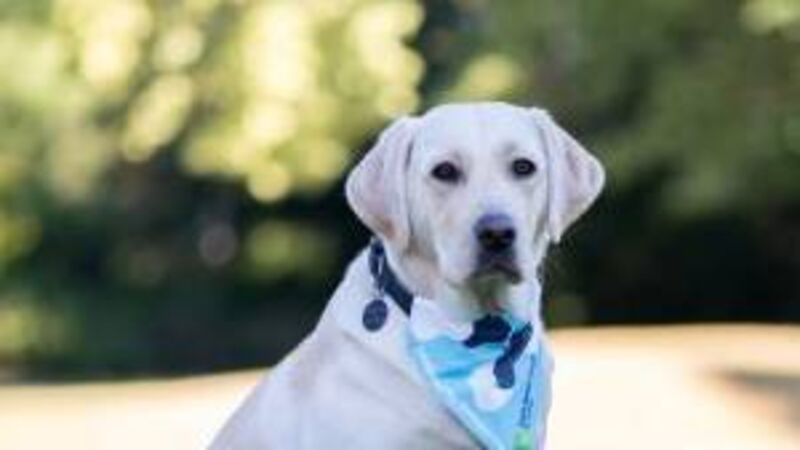 Irish Guide Dogs for the Blind to host open day in Cork