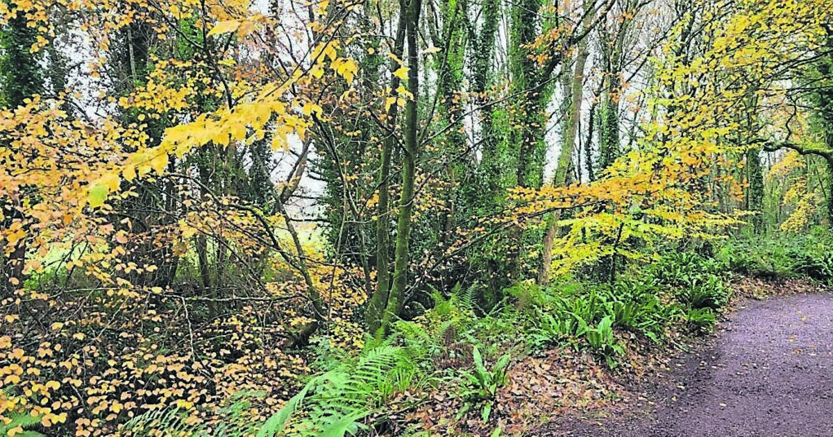 In the Garden: How acidic is your soil? You need to work it out!