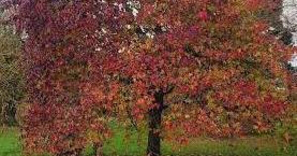 In the Garden: Which trees to plant for an autumn show