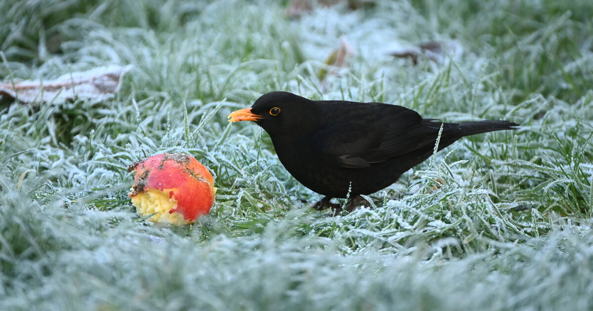 Countrywide low temperature and ice warning issued as bitter conditions ...