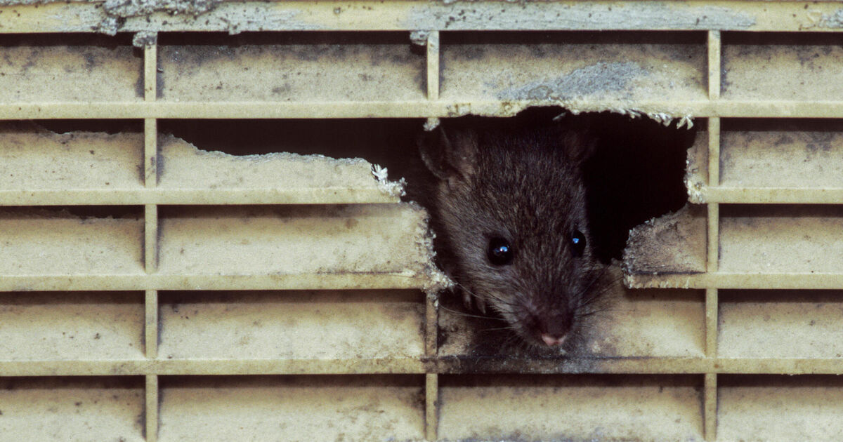 Pest controller reporting rise in rat-related callouts in Cork