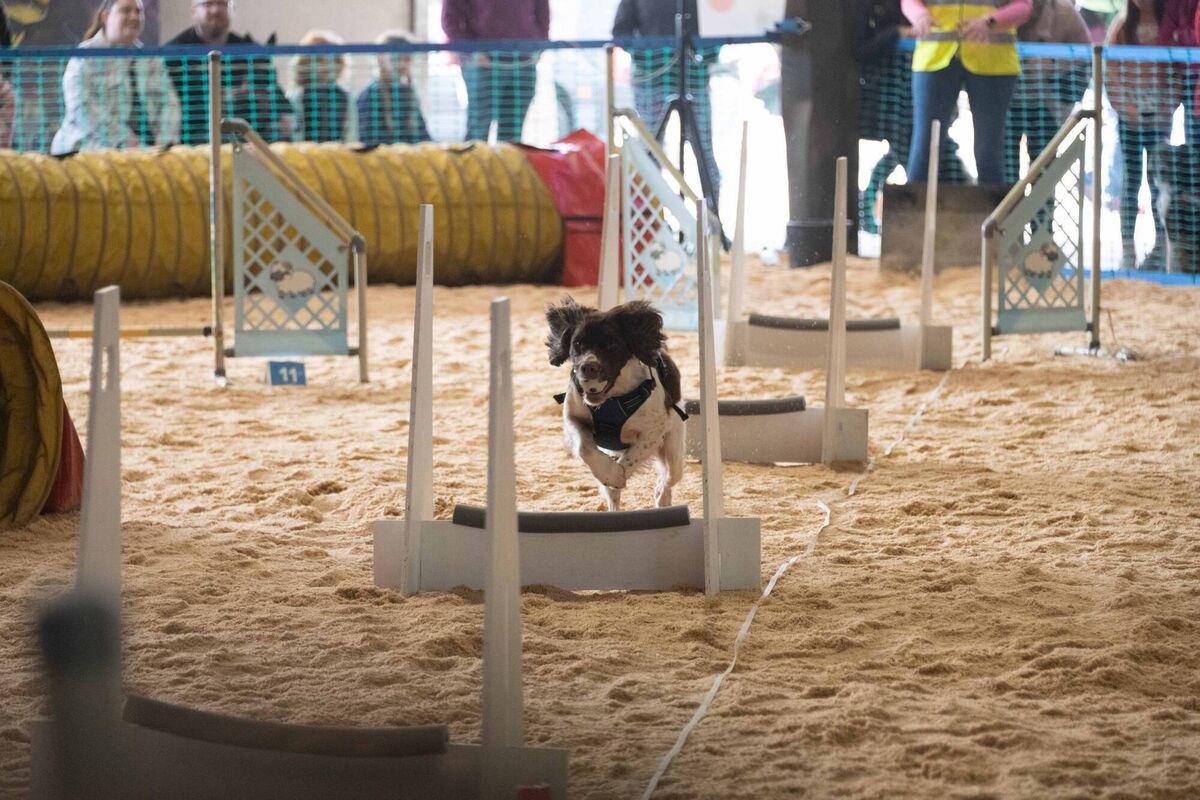 'It's fantastic for dogs and their owners': Second annual Dogs' Day Out ...