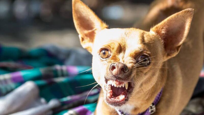 How to overcome a fear of dogs