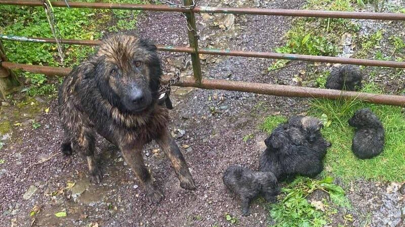 Cork animal welfare group rescues female dog and seven 'wet and cold ...