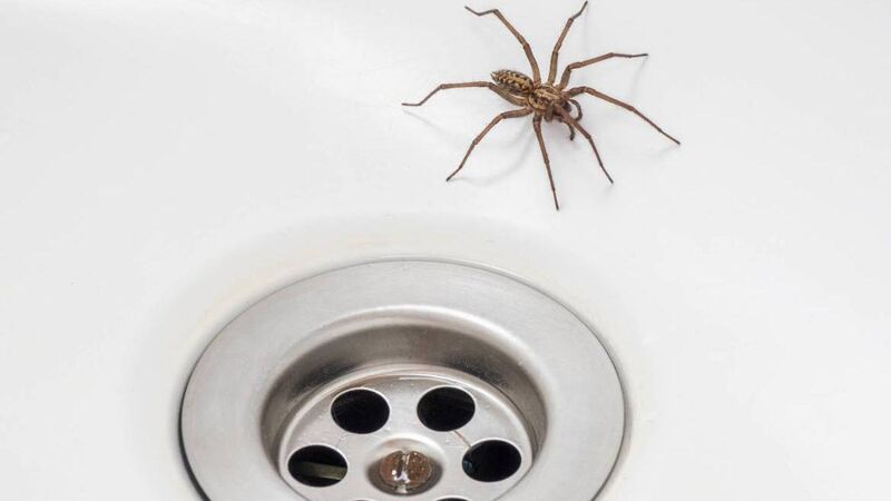 How to keep spiders out of your home